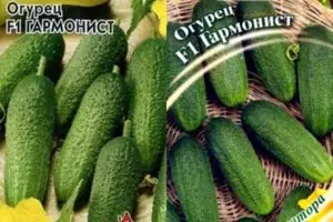 Descrição do harmonista do grau de pepino e seu crescimento