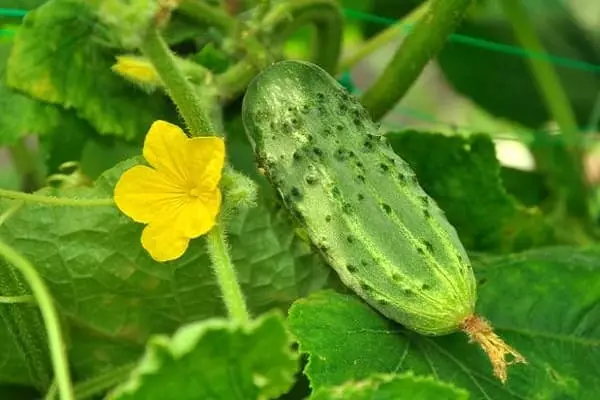 ಫಾಸ್ಟ್ ಸ್ಪಿಲ್