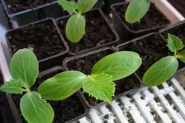 Primeiro fertilizante