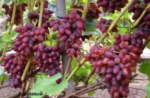 Descrição e características das uvas arqueadas, a história da variedade e as regras de cultivo