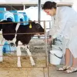 子牛のための造粒飼料：与えるもの、種と組成を与えるのは何歳から 5379_10