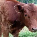 子牛のための造粒飼料：与えるもの、種と組成を与えるのは何歳から 5379_16