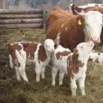 子牛のための造粒飼料：与えるもの、種と組成を与えるのは何歳から 5379_23