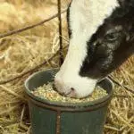 子牛のための造粒飼料：与えるもの、種と組成を与えるのは何歳から 5379_8