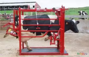 Machine for fixing cattle and processing hoofs and how to make it yourself