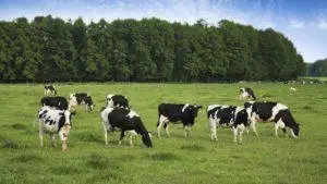 How much hectare pasture is needed for grazing one cow and how to organize