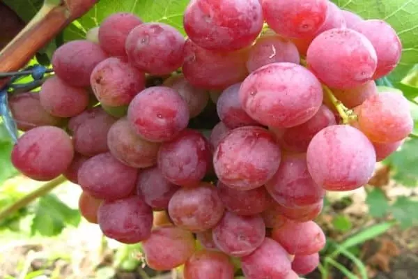 Różowe winogrona