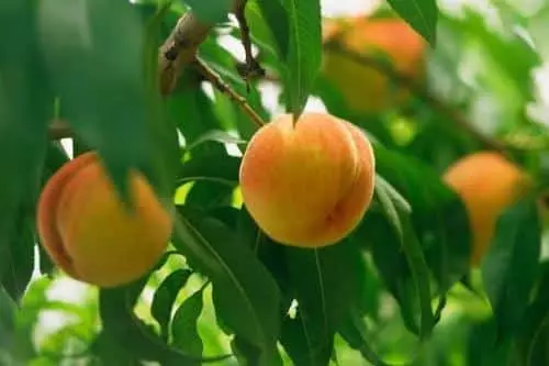 вирощування персика з кісточки