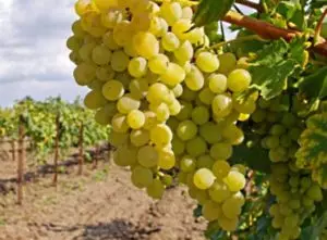 Apa dan apa skim untuk memberi makan anggur pada bulan Julai semasa mencurah buah beri dan selepas pertumbuhan berbunga