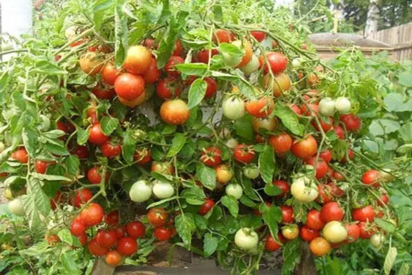 Pomidor nahallary