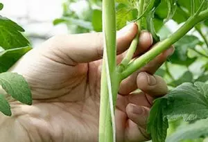 開いた土と温室でトマトを適切に一時停止する方法