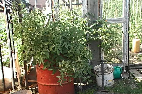 バレルのトマト