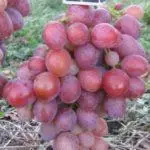 Hrozny Lilac Mlha: popis odrůd a charakteristik, pravidla péče 5396_15