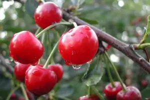 Opis in seznam najboljših sort Cherry za regijo Leningrad