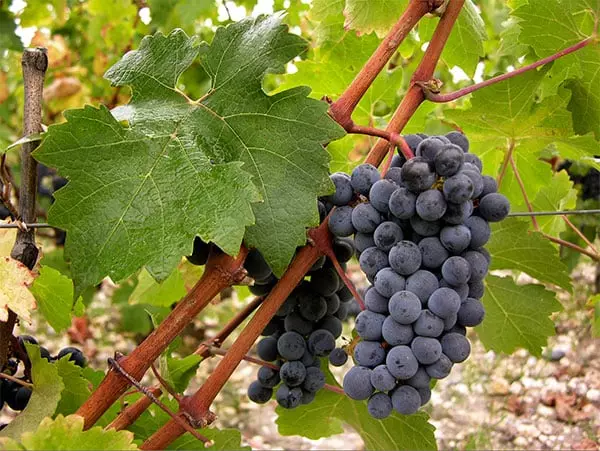 Cabernet Sauvignon winogrona.