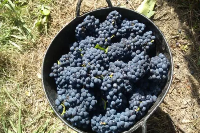 Cabernet Sauvignon grozdje