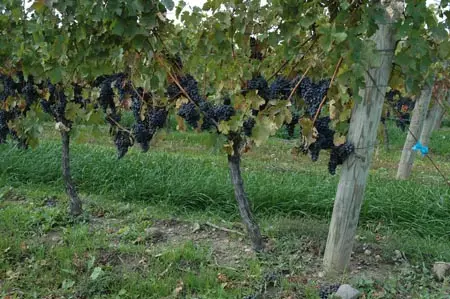 Cabernet Sauvignon Grapes.