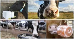 Die Normen des täglichen Verbrauchs von Rindersalz für das, was es braucht