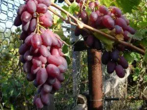 説明と特徴ブドウ焼きイランのブドウ、着陸とケア