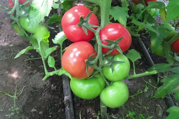 Apetity Tomatoes