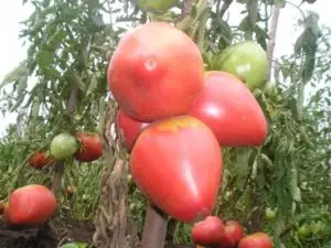 Kenmerkende en beschrijving van de tomaten roze flamingo, de opbrengst