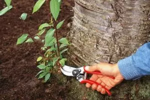 Comment se battre et se débarrasser des crishes des cerises dans le jardin sur la parcelle pour toujours le faire vous-même