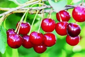 Description de la variété de carmines et de fruits de cerisiers canadiens