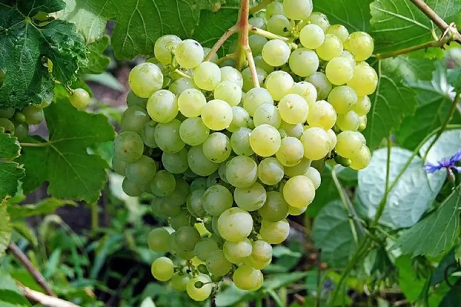 Grapes Aleshhenkin