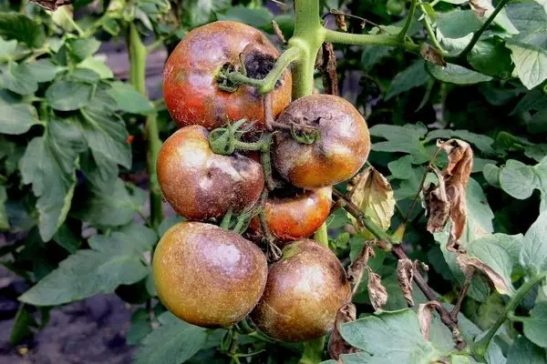 Nemocný rajče