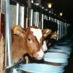 วิธีการสอนเครื่องดื่มลูกวัวจากถังที่ไม่มีนิ้ว: วิธีที่รวดเร็วและคำแนะนำ 5421_3