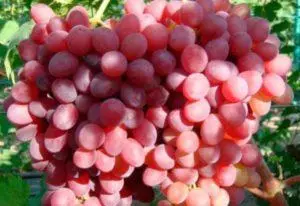 Beskrivelse av druer rosemus druer, landing og omsorgsregler
