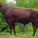 Breed Cow English: Deskripsi dan Karakteristik, Aturan Konten 5428_3