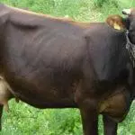 Енглисх крава пасмина: Опис и карактеристике, правила садржаја 5428_4