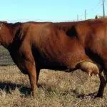Cow Cow ya Kiingereza: Maelezo na sifa, sheria za maudhui 5428_5