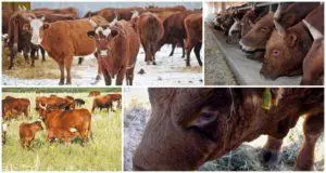 Deskripsi dan karakteristik sapi breed Kalmyk, aturan untuk konten mereka