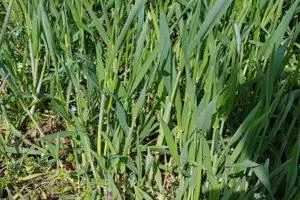 Kako se znebiti prašnega, opisa najboljših herbicidov in ukrepov za boj proti plevelu