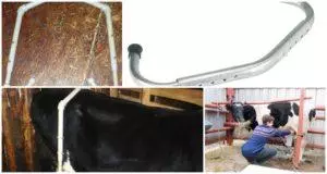 Las dimensiones de los Antibios para las vacas y cómo hacer con sus propias manos, contando con ordeño.