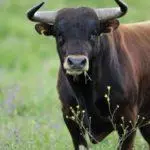 Castión de toros: Top 4 maneras y a qué edad 5432_9