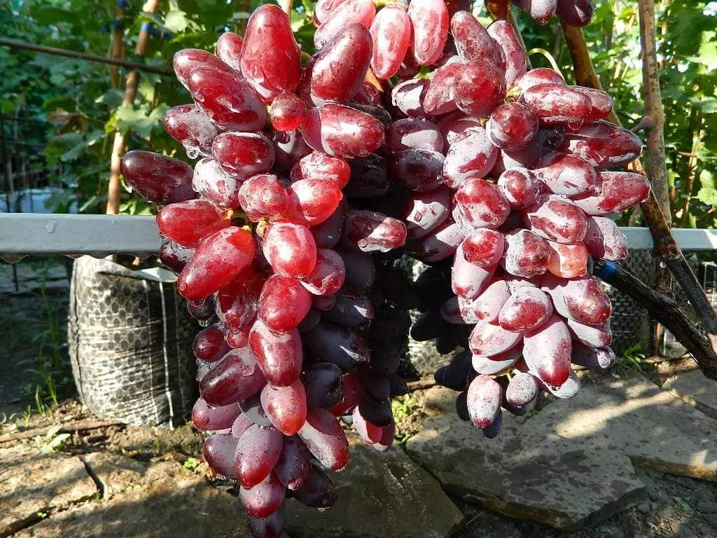 Grapes Baikonur.