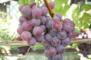 Beskrivelse og egenskaper druer sorter russisk Concord, vokser