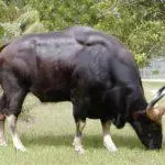 Bull verlor: etetés és tartalom, felhasználás és egyének óriások 5437_1