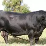 Bull Seedlor: voeden en inhoud, gebruik en individuen Giants 5437_17