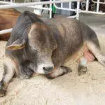 Bull Seedlor: การให้อาหารและเนื้อหาการใช้งานและยักษ์ใหญ่ของแต่ละบุคคล 5437_18
