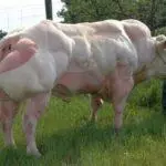 Bull Wedlor: alimentation et contenu, utilisation et individus géants 5437_19
