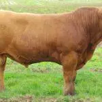 Bull Seedlor: Alimentación e contido, uso e individuos xigantes 5437_2