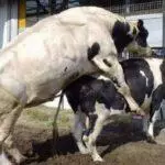 Bull Wedlor: alimentation et contenu, utilisation et individus géants 5437_23