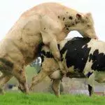 Bull Wedlor: alimentation et contenu, utilisation et individus géants 5437_25