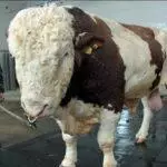Bull Wedlor: alimentation et contenu, utilisation et individus géants 5437_3
