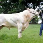 Bull Seedlor: การให้อาหารและเนื้อหาการใช้งานและยักษ์ใหญ่ของแต่ละบุคคล 5437_5