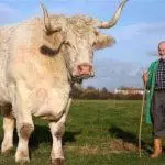 Bull Wedlor: alimentation et contenu, utilisation et individus géants 5437_9